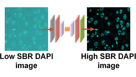 Unsupervised learning enables multicolor synchronous fluorescence microscopy without ...