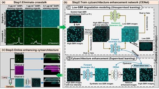 Unsupervised learning enables multicolor synchronous fluorescence microscopy without ...