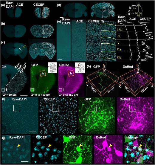 Unsupervised learning enables multicolor synchronous fluorescence ...