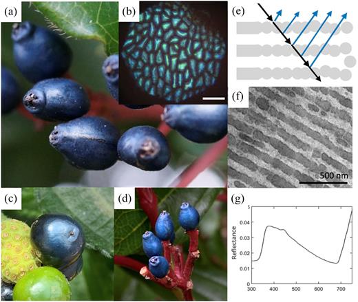 Structural color in fruits: Biomaterials to inspire physical optics ...
