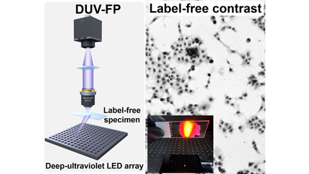 Deep-ultraviolet Fourier ptychography (DUV-FP) for label-free ...
