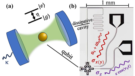 Observation of photonic dynamics in dissipative quantum Rabi models ...