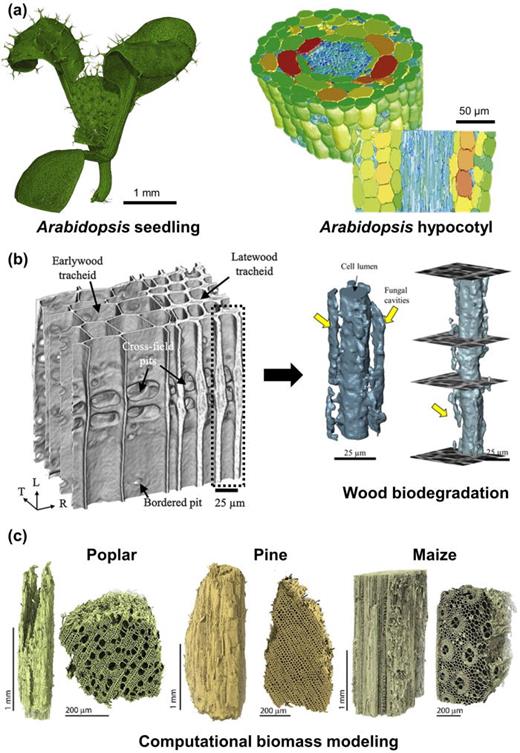 From micro- to nano- and time-resolved x-ray computed tomography: Bio ...