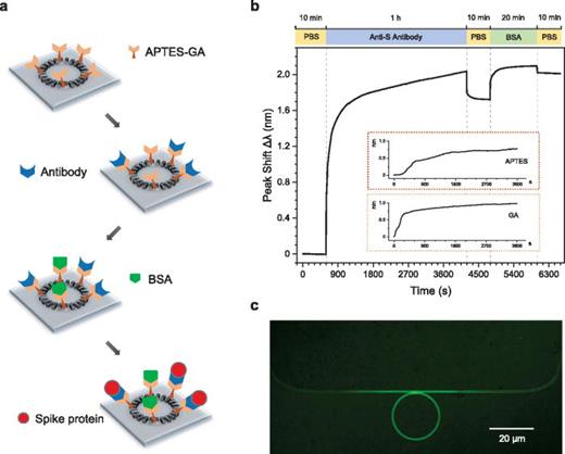 A point-of-care biosensor for rapid detection and differentiation of ...