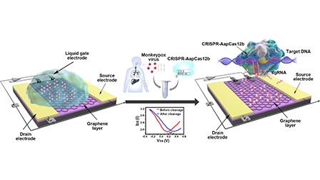 Rapid and ultrasensitive detection of mpox virus using CRISPR/Cas12b-empowered graphene field ...