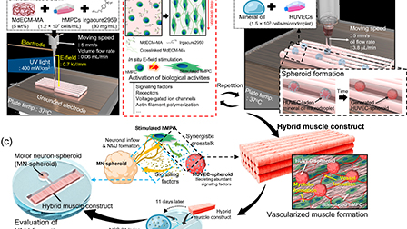 Bioprinting 3D muscle tissue supplemented with endothelial-spheroids ...