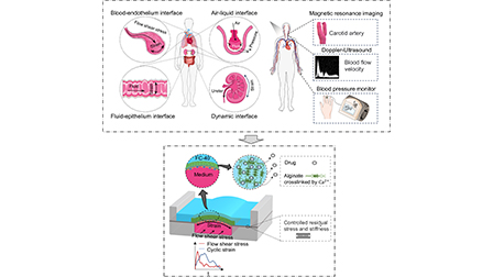 Microfluidic organ chip of fluid–solid dynamic curved interface ...