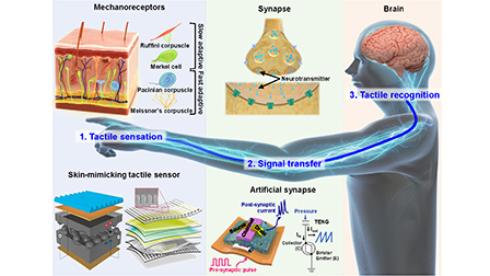 Biomimic and bioinspired soft neuromorphic tactile sensory system ...