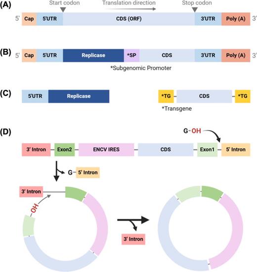 Lipid nanoparticle-assisted mRNA therapy for cancer treatment | Applied ...