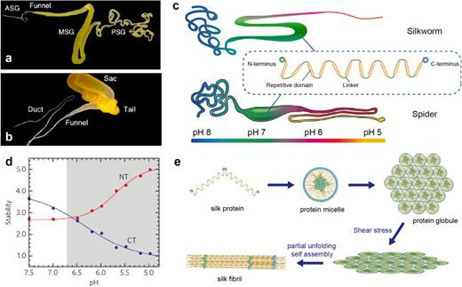 Engineering silk materials: From natural spinning to artificial ...