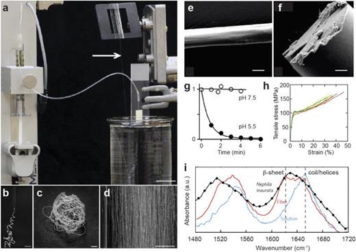 Engineering silk materials: From natural spinning to artificial ...