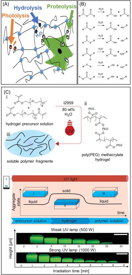 Biological function following radical photo-polymerization of ...