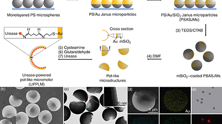 Self-adaptive enzyme-powered micromotors with switchable propulsion ...