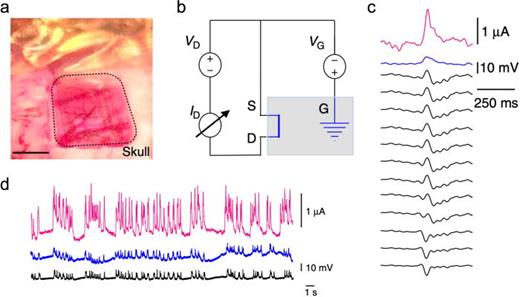 Flexible organic transistors for neural activity recording | Applied ...
