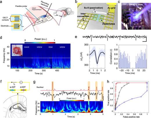 Flexible organic transistors for neural activity recording | Applied ...