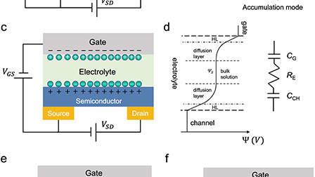 Flexible organic transistors for neural activity recording | Applied ...