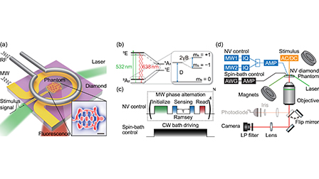 Quantum diamond microscope for dynamic imaging of magnetic fields | AVS ...