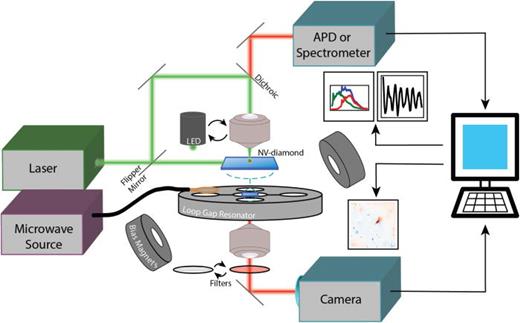 All-in-one quantum diamond microscope for sensor characterization | AVS ...