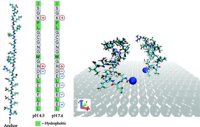 Molecular dynamics simulations of anchored viral peptide interactions ...