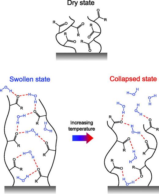 Probing carbonyl–water hydrogen-bond interactions in thin polyoxazoline ...