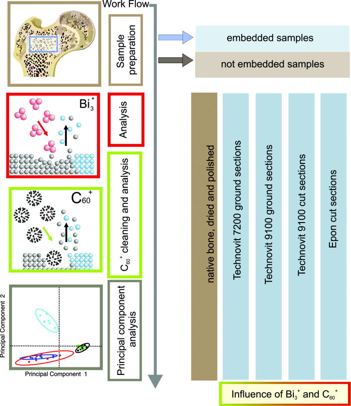 Time of flight secondary ion mass spectrometry of bone—Impact of sample ...