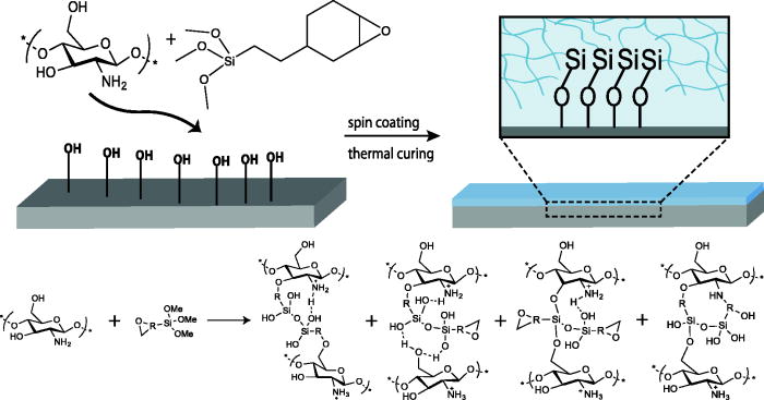 Waterborne chitosan–epoxysilane hybrid pretreatments for corrosion ...
