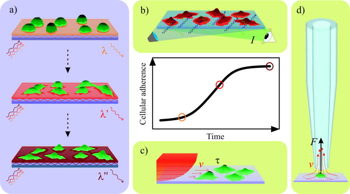 Adhesion kinetics of human primary monocytes, dendritic cells, and ...