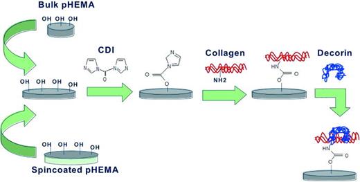 Collagen affinity coating for surface binding of decorin and other ...