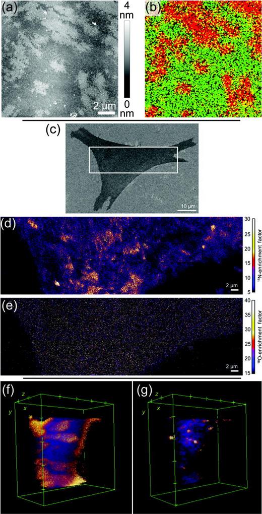 NanoSIMS for biological applications: Current practices and analyses ...