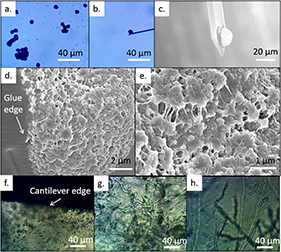 Fungal spore adhesion on glycidoxypropyltrimethoxy silane modified ...
