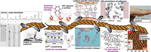 Mussel adhesion: A fundamental perspective on factors governing strong ...