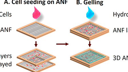 3D cell/scaffold model based on aligned-electrospun-nanofiber film ...