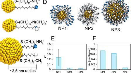 Gold nanoparticle design for RNA compaction | Biointerphases | AIP ...
