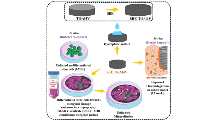Human osteoblast derived biochemical cues and microsurface topography ...