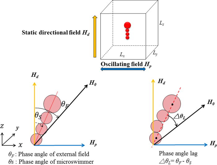 Magnetic microchains and microswimmers in an oscillating magnetic field | Biomicrofluidics | AIP ...