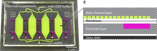 Enhanced contactless dielectrophoresis enrichment and isolation ...