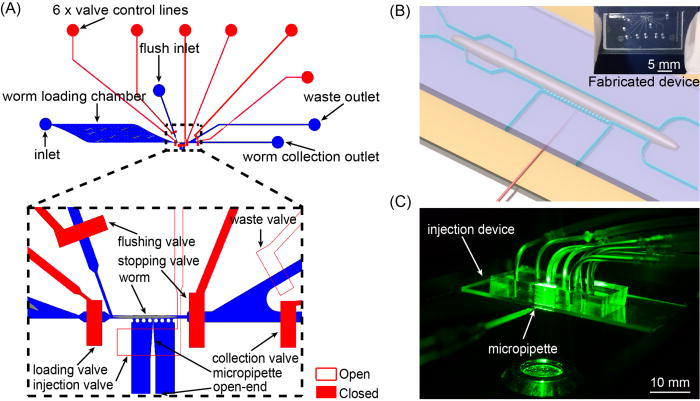 A microfluidic device for automated, high-speed microinjection of Caenorhabditis elegans ...