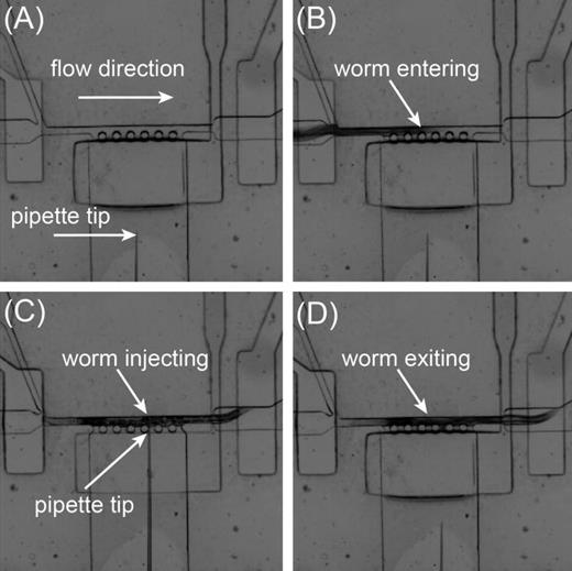 A microfluidic device for automated, high-speed microinjection of Caenorhabditis elegans ...