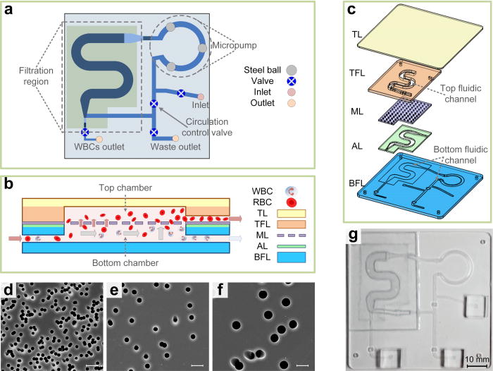 High-throughput and clogging-free microfluidic filtration platform for on-chip cell separation ...
