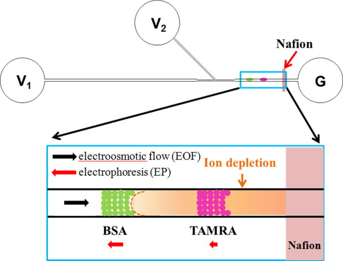 Preconcentration of diluted mixed-species samples following separation ...