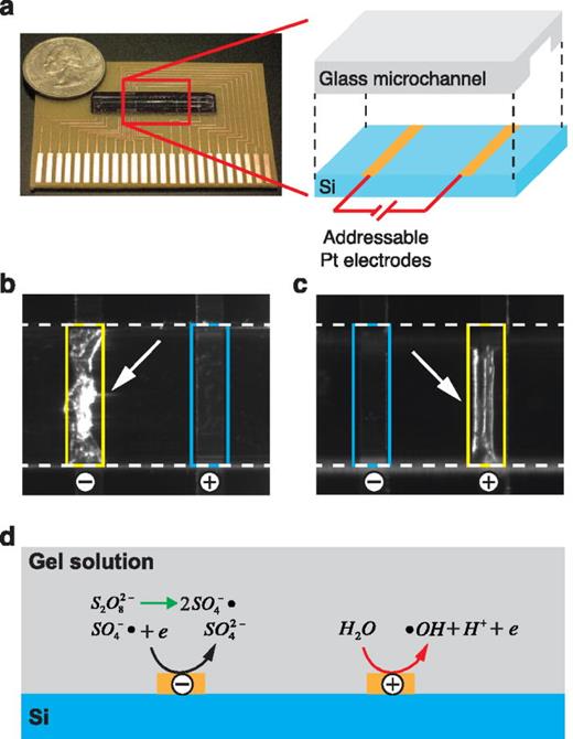 Tunable in-situ electro-polymerization of hydrogel films for microchip ...