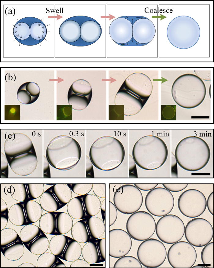 A dual-core double emulsion platform for osmolarity-controlled ...