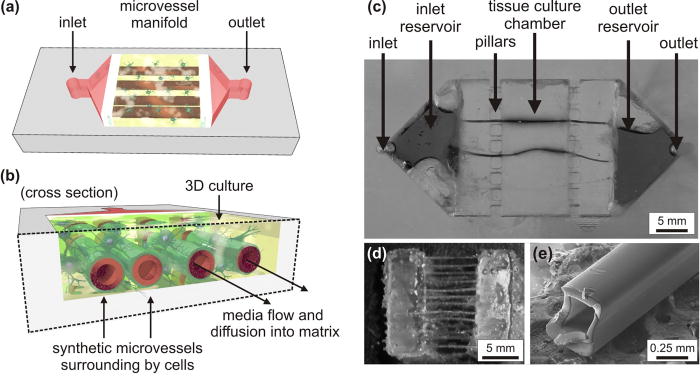 Microvessel manifold for perfusion and media exchange in three ...