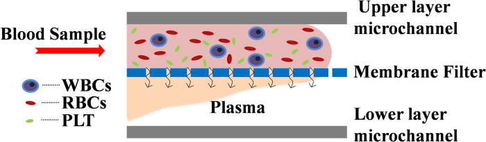 Characterization of thermoplastic microfiltration chip for the ...