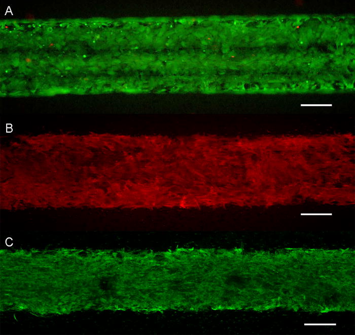 A bilayer small diameter in vitro vascular model for evaluation of drug ...