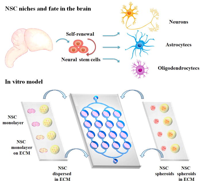 Microfluidic engineering of neural stem cell niches for fate ...