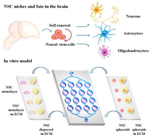 Microfluidic engineering of neural stem cell niches for fate determination | Biomicrofluidics ...