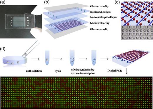 Single cell digital polymerase chain reaction on self-priming ...