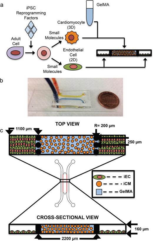 Human iPSC-derived myocardium-on-chip with capillary-like flow for ...