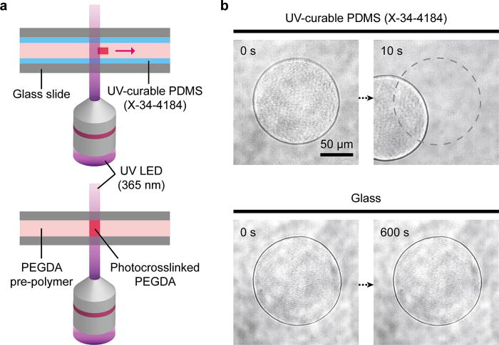 Flow lithography in ultraviolet-curable polydimethylsiloxane ...